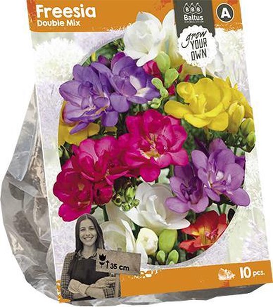 Freesia Double Mix (SP) per 10 | zomerbloeier | gemengd | bol