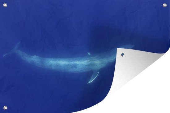 Tuinposter - Tuindoek - Tuinposters buiten - Blauwe vinvis - Walvis ...