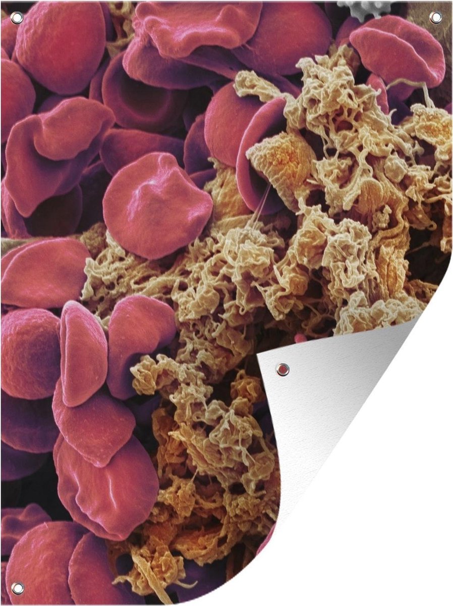 Tuinposter - Tuindoek - Tuinposters buiten - Rode bloedcellen met ...