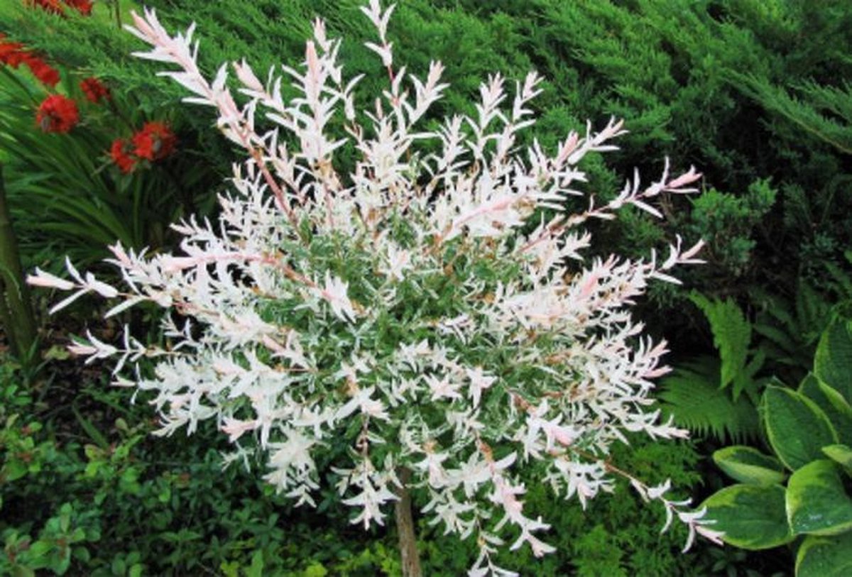 Set van 2 XXL Salix Flamingo Bomen – Winterharde Bomen – Inclusief ...
