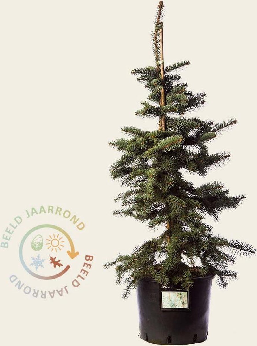 Picea pungens 'Koster' 080/100 | bol.com