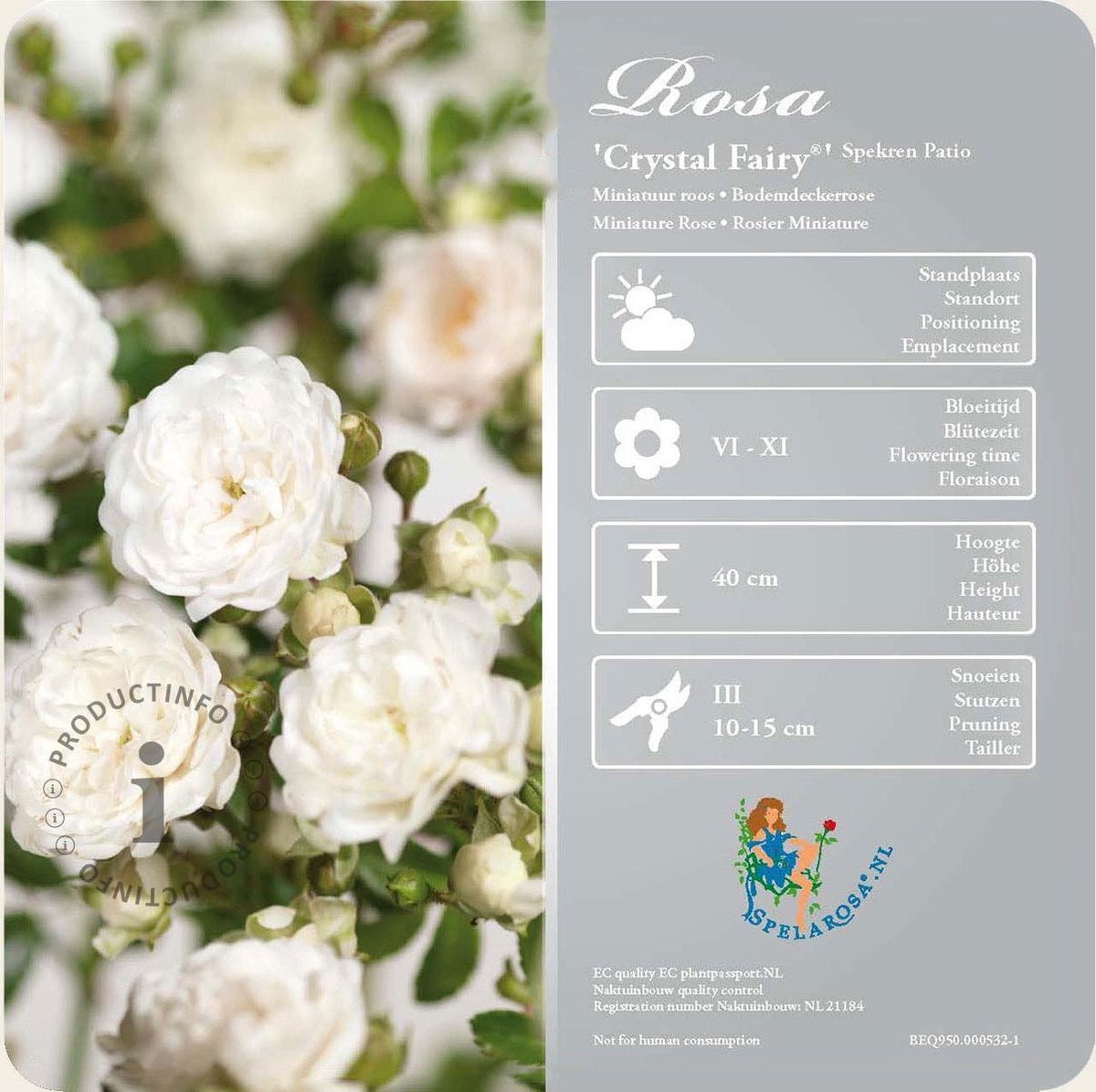 Rosa 'Crystal Fairy' | bol.com