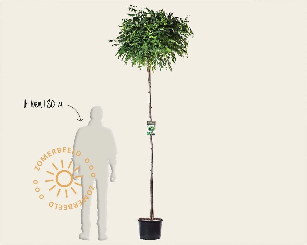 Robinia pseudoacasia 'Umbraculifera' - 200 cm stam | bol.com
