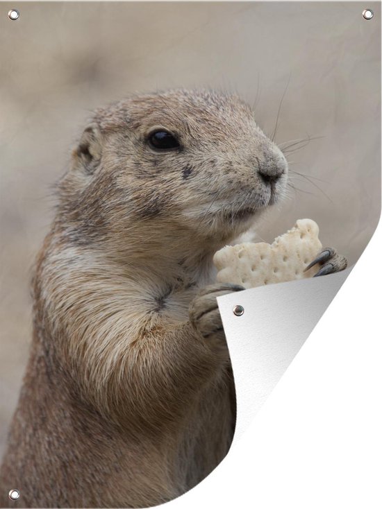 Tuinposter - Tuindoek - Tuinposters buiten - Een Prairiehond eet een ...