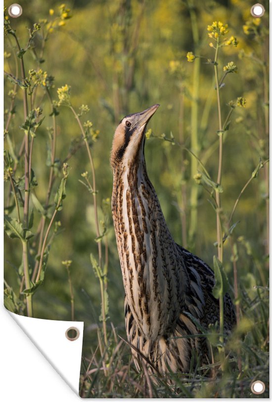 Tuindecoratie Een roerdomp zit in de graslanden - 40x60 cm - Tuinposter ...