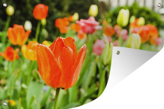 Tuindecoratie Een oranje tulp in een bloementuin - 60x40 cm ...