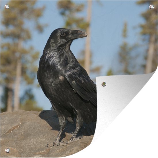 Tuinposters Een zwarte raaf met modder op zijn snavel - 50x50 cm ...