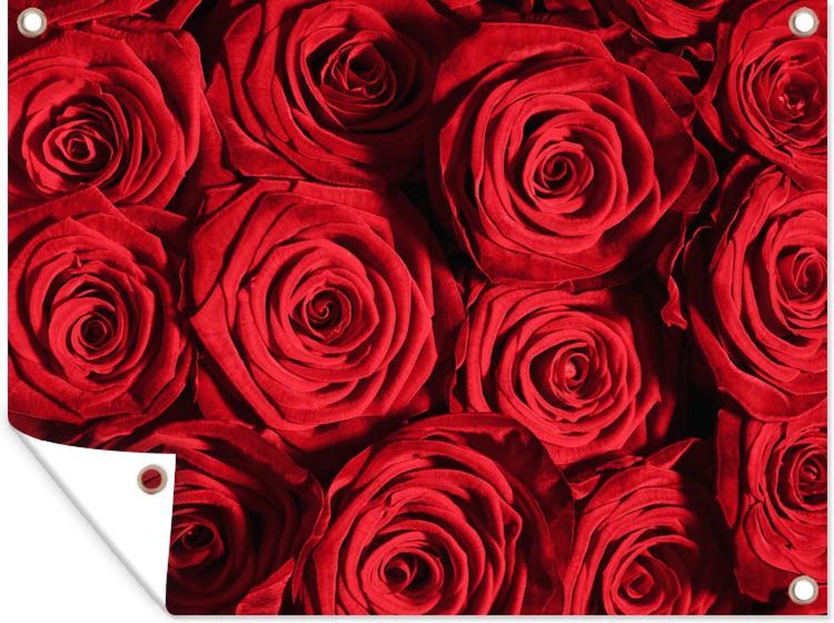 Affiche de jardin roses rouges de près 160x120 cm - Toile de jardin ...
