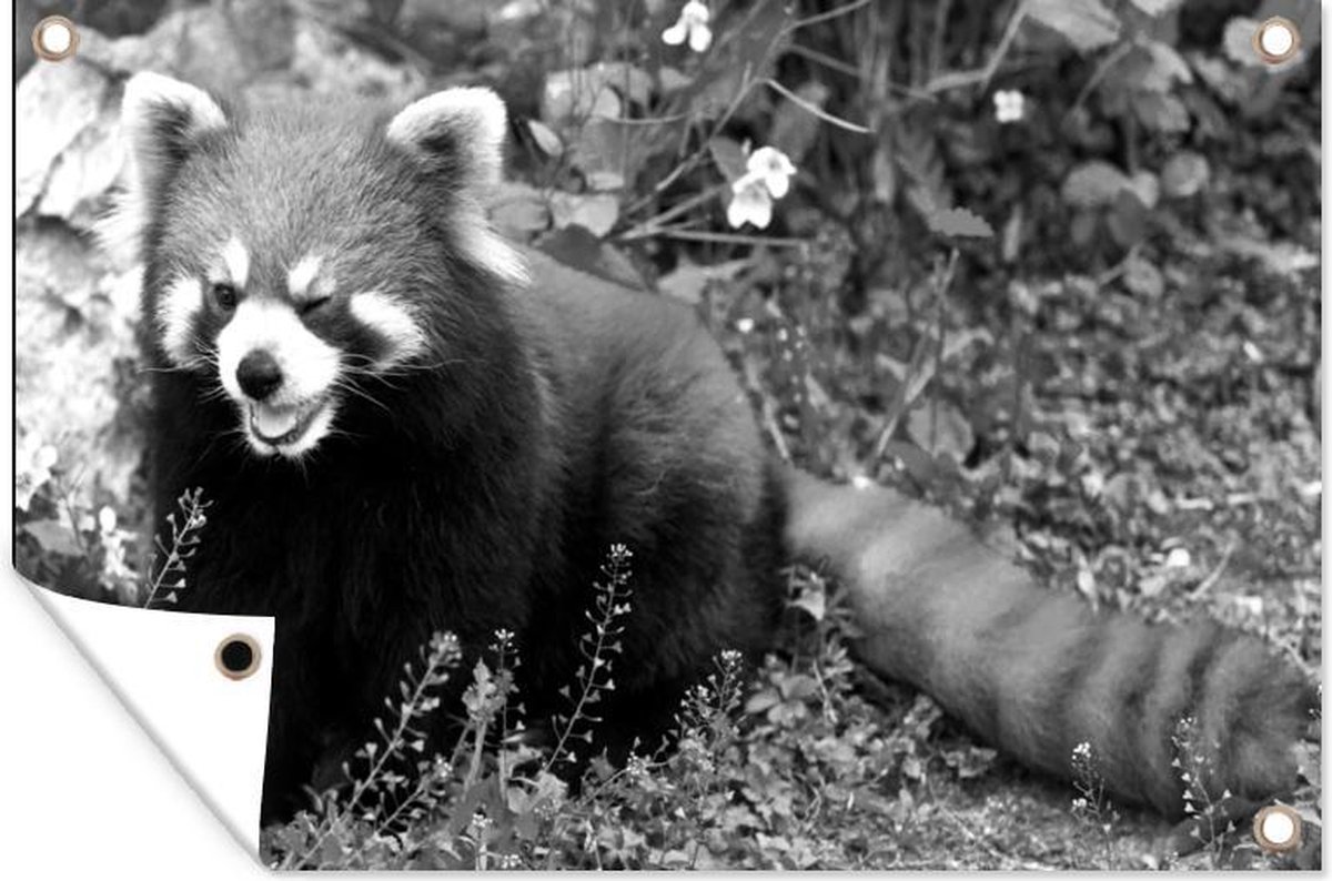 Posters de jardin extérieur Panda roux clin d'oeil - noir et blanc ...