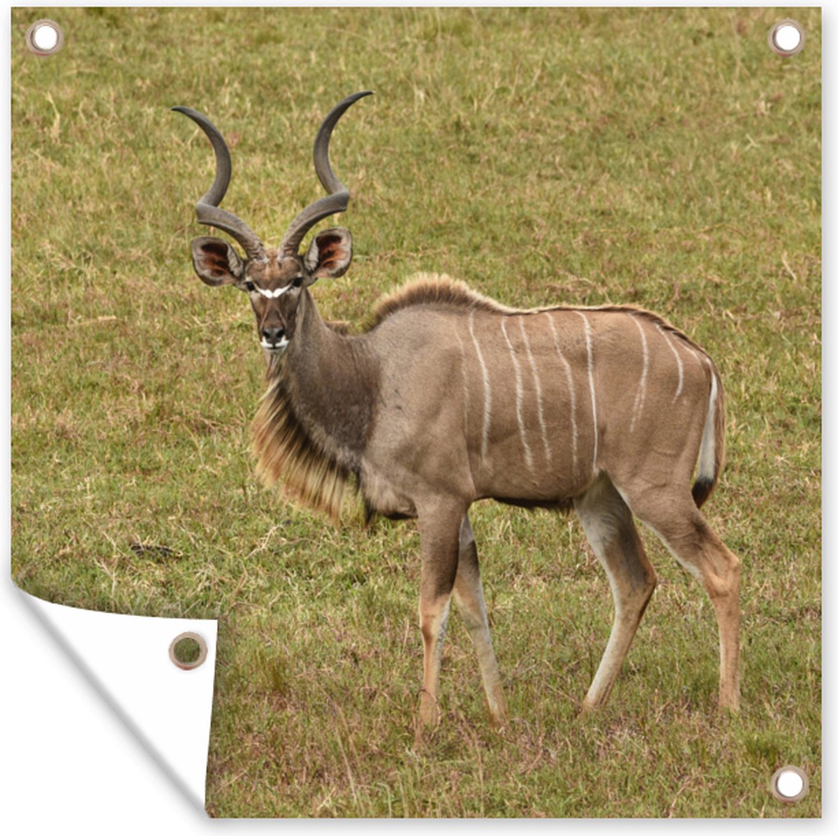 Tuindoek Een grote koedoe in het groene gras - 100x100 cm | bol.com