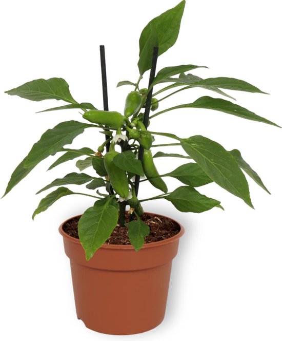 Moestuin Capsicum - Peperplant met eetbare pepers - ↕ 20cm - 12cm ...