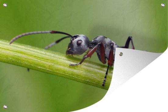 Tuinposter - Tuindoek - Tuinposters buiten - Een mier klimt op een ...