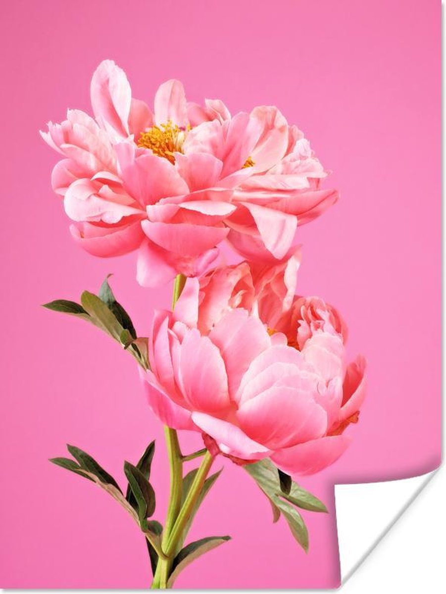Poster Roze pioenrozen met een roze achtergrond - 30x40 cm | bol.com