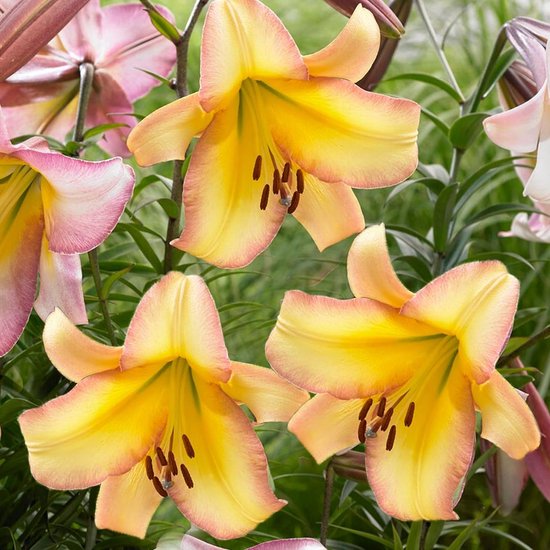 Dutch Bulbs Lelie - Lilium - Rising Moon - Bloembollen - 3 stuks - Geel ...