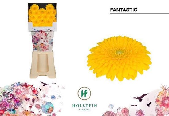 DutchFlowers - Boeket - 20x Germini pomponi fantastic 70cm | bol