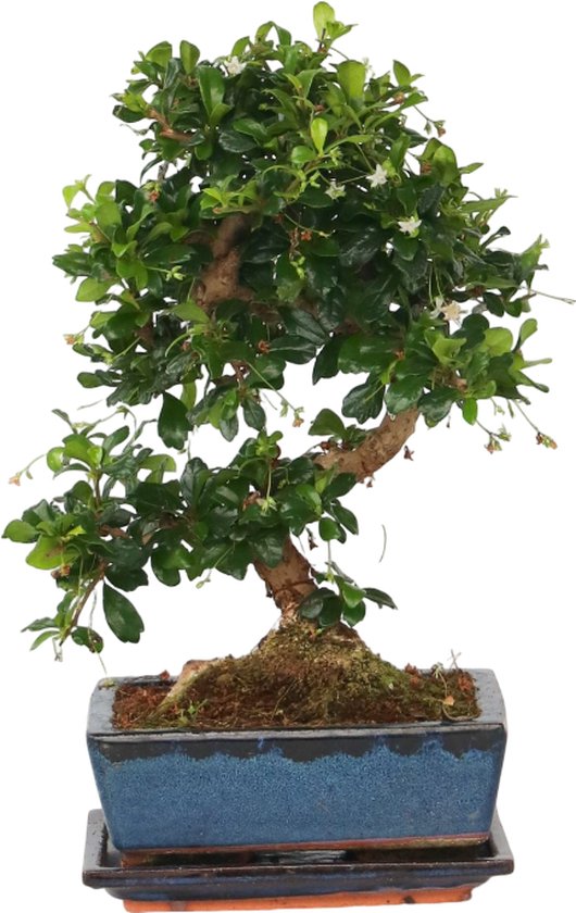 Plant in a Box - Carmona microphylla - Hoogte 20-30cm - Fukien Bonsai S ...
