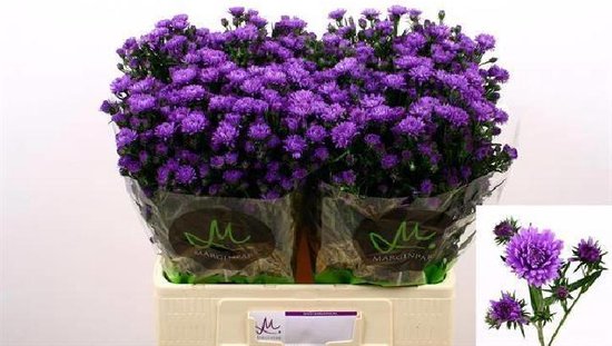 DutchFlowers - Boeket - 25x Aster astee dark milka 60cm | bol