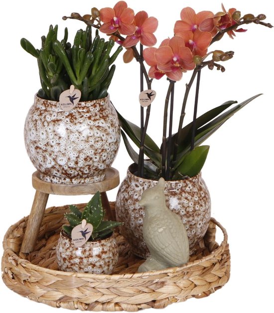 Phalaenopsis Rode Orchidee en Succulenten met Elegante Keramieken ...