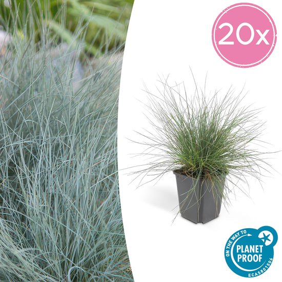 20x blauw struisgras Festuca glauca 'Elijah Bleu' - 10-25cm - Ø9cm ...