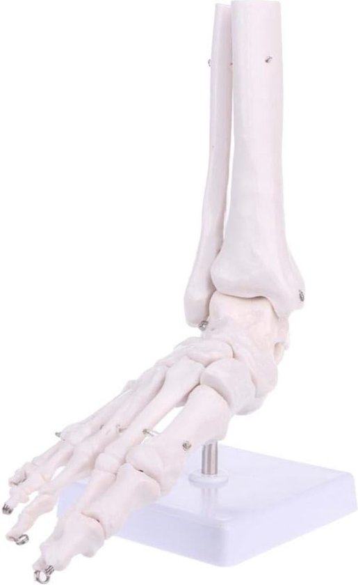 Anatomisch Voet Model - Skelet en Enkel Model voor Educatieve ...