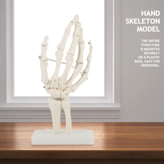 Levensgroot Hand Skelet Model voor Medische Anatomie en Studie | bol