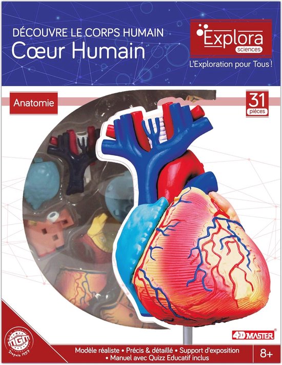 Anatomisch model van het menselijk lichaam - 31 onderdelen - Educatieve ...