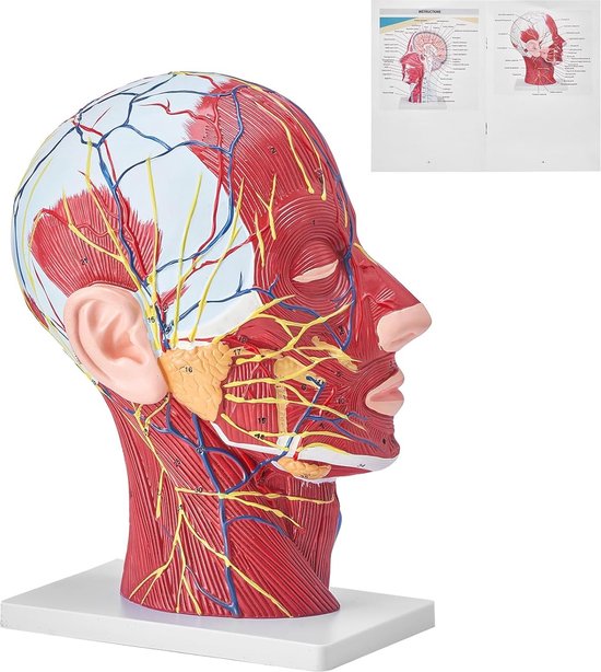Anatomisch Model van het Menselijk Hoofd - Demonteerbaar Neurovasculair ...
