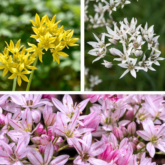Alliums Mix - Sierui | bol