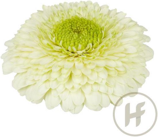 DutchFlowers - Boeket - 60x Germini pomponi kermit 2 0 40cm | bol