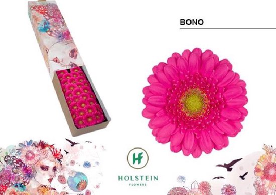 DutchFlowers - Boeket - 60x Germini bono 40cm | bol