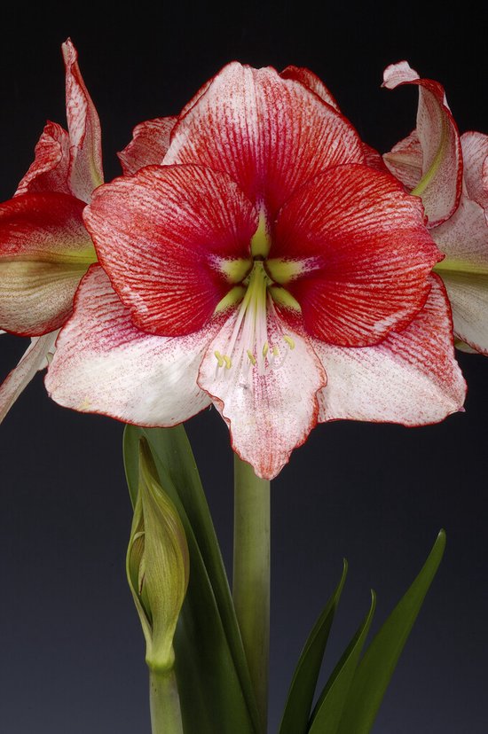 Amaryllis Showmaster | 1 stuk | Amaryllisbol | Hippeastrum | bol