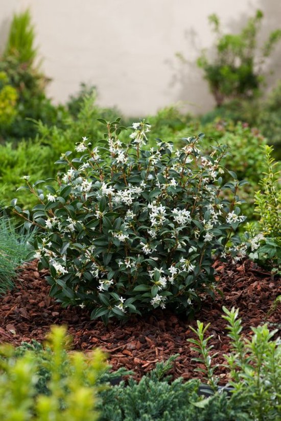 Osmanthus burkwoodii - 5 liter pot - 60_80_CM | bol