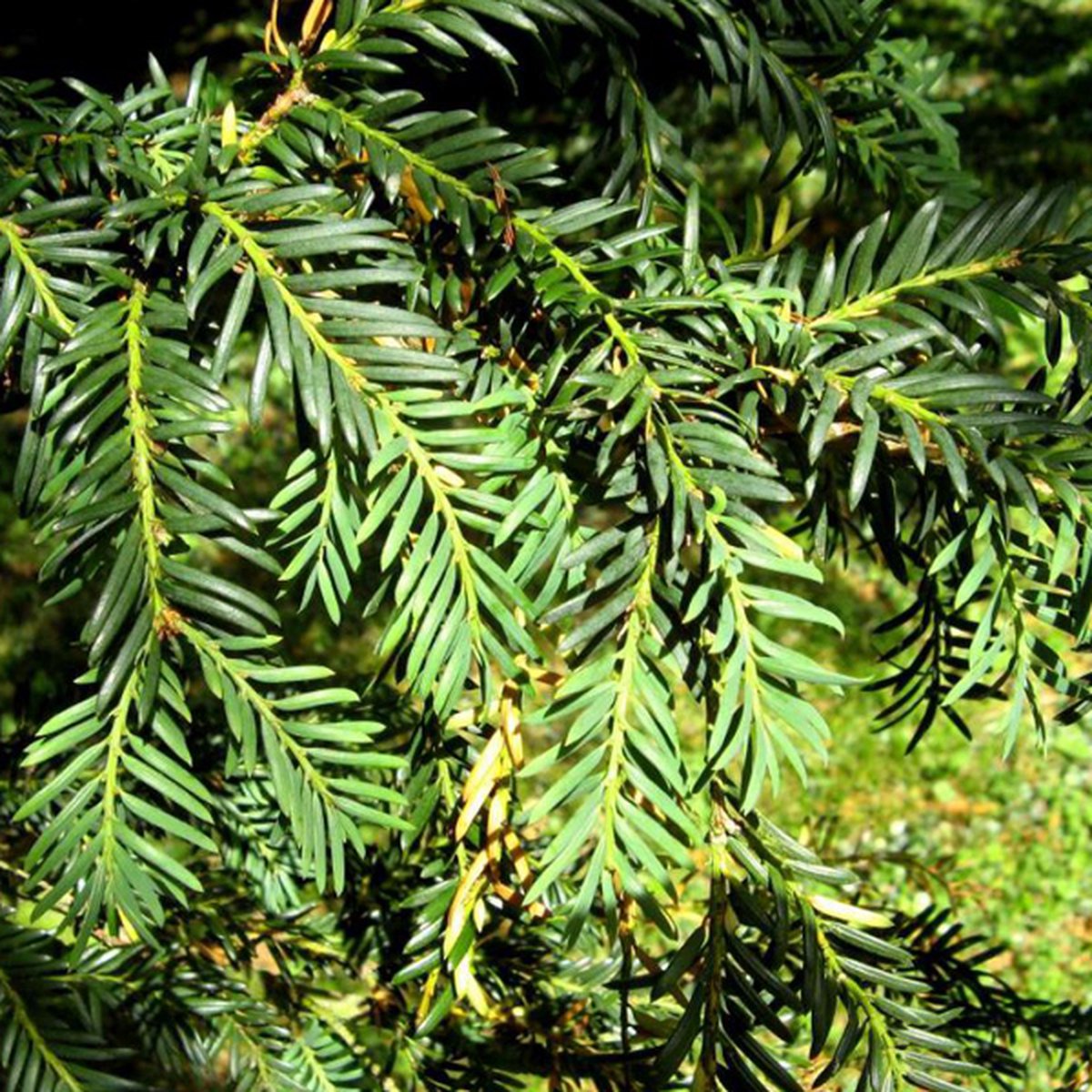 Taxus baccata - 60-80 cm | bol.