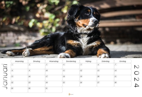 Huurdies - Berner Sennenhond Kalender - Jaarkalender 2024 - 35x24 ...