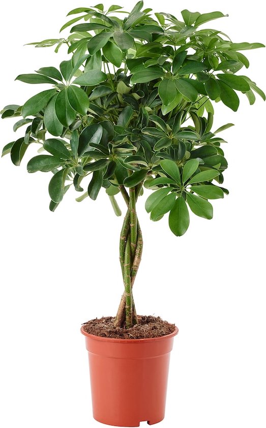 Schefflera Compacta Gevlochten Stam M | bol.com