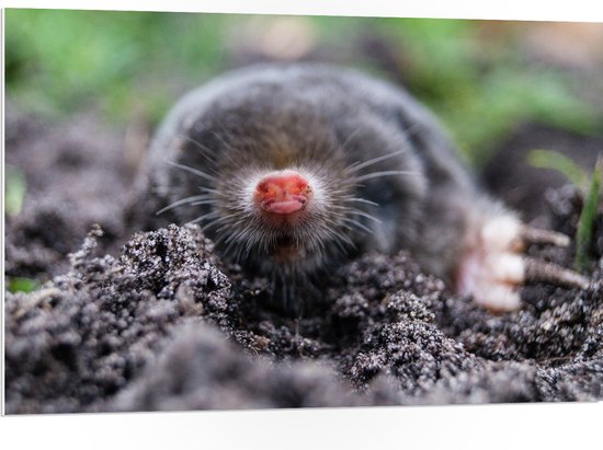 PVC Schuimplaat - Mol met een rode neus komt uit de aarde - 105x70 cm ...