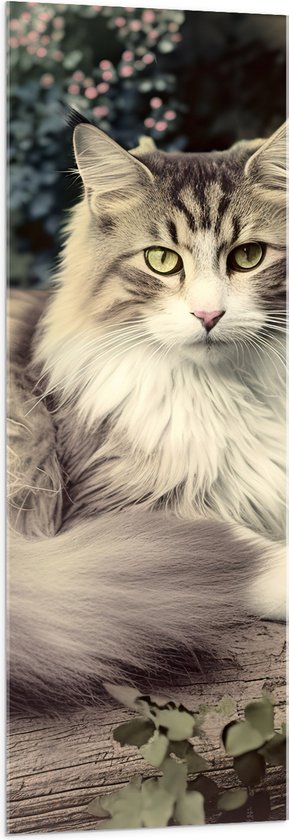 Acrylglas - Grijze kat met groene ogen in de natuur op een boomstam - 50x150 cm Foto... | bol