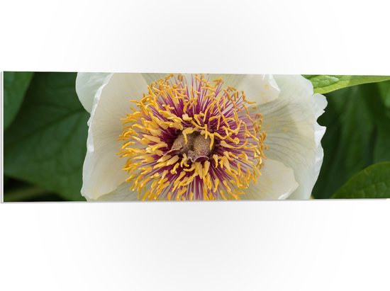 PVC Schuimplaat- Witte Pioenroos tussen de Groene Bladeren - 90x30 cm ...