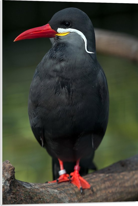PVC Schuimplaat - Opzijkijkende Vogel met Rode Snavel en Poten op ...
