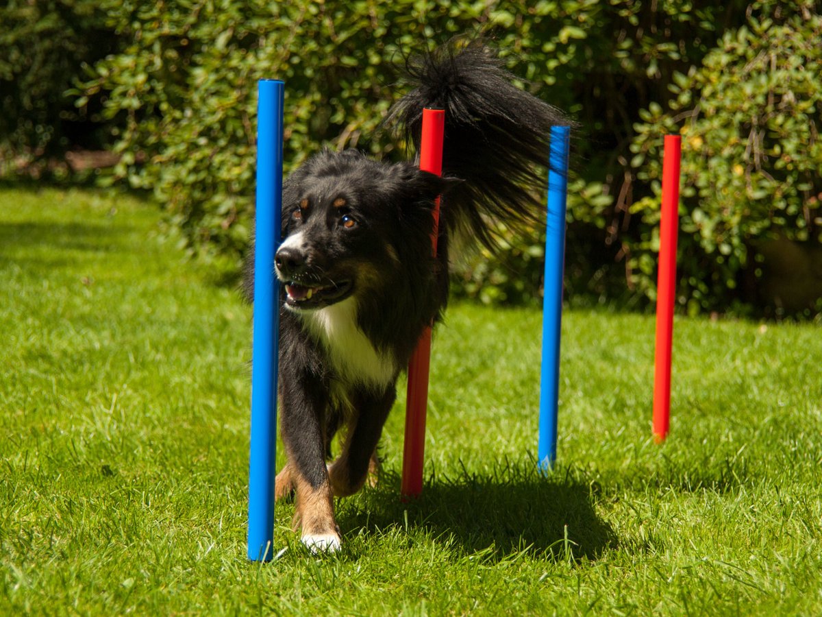 ProCyoN Agility set K2 Tunnel, slalom 4 palen, Horde en springring Agilityset K2 | bol