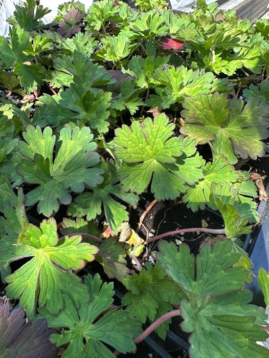 Witte border box vaste planten pakket 10 stuks 7 soorten | bol.com