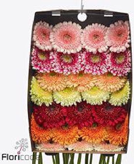 DutchFlowers - Boeket - 15x Gerbera gerponi mix op rij 70cm | bol
