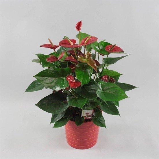 Anthurium Bugatti Red (sierpot rood geribbeld), 60 CM hoog | bol.com