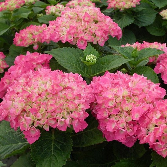 Boerenhortensia - Hydrangea macrophylla 'Princess Diana'® 25-30 cm | bol