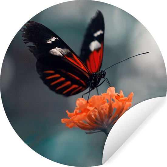 WallCircle - Muurstickers - Behangcirkel - Vlinder - Bloemen - Insect - 100x100 cm -... | bol