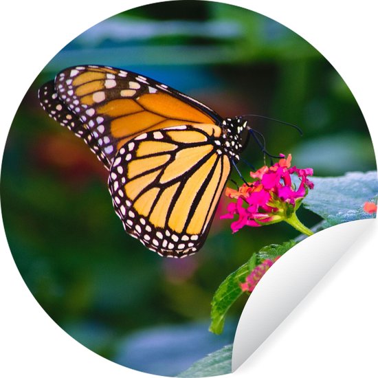 WallCircle - Muurstickers - Behangcirkel - Vlinders - Bloem - Natuur - 80x80 cm -... | bol.com