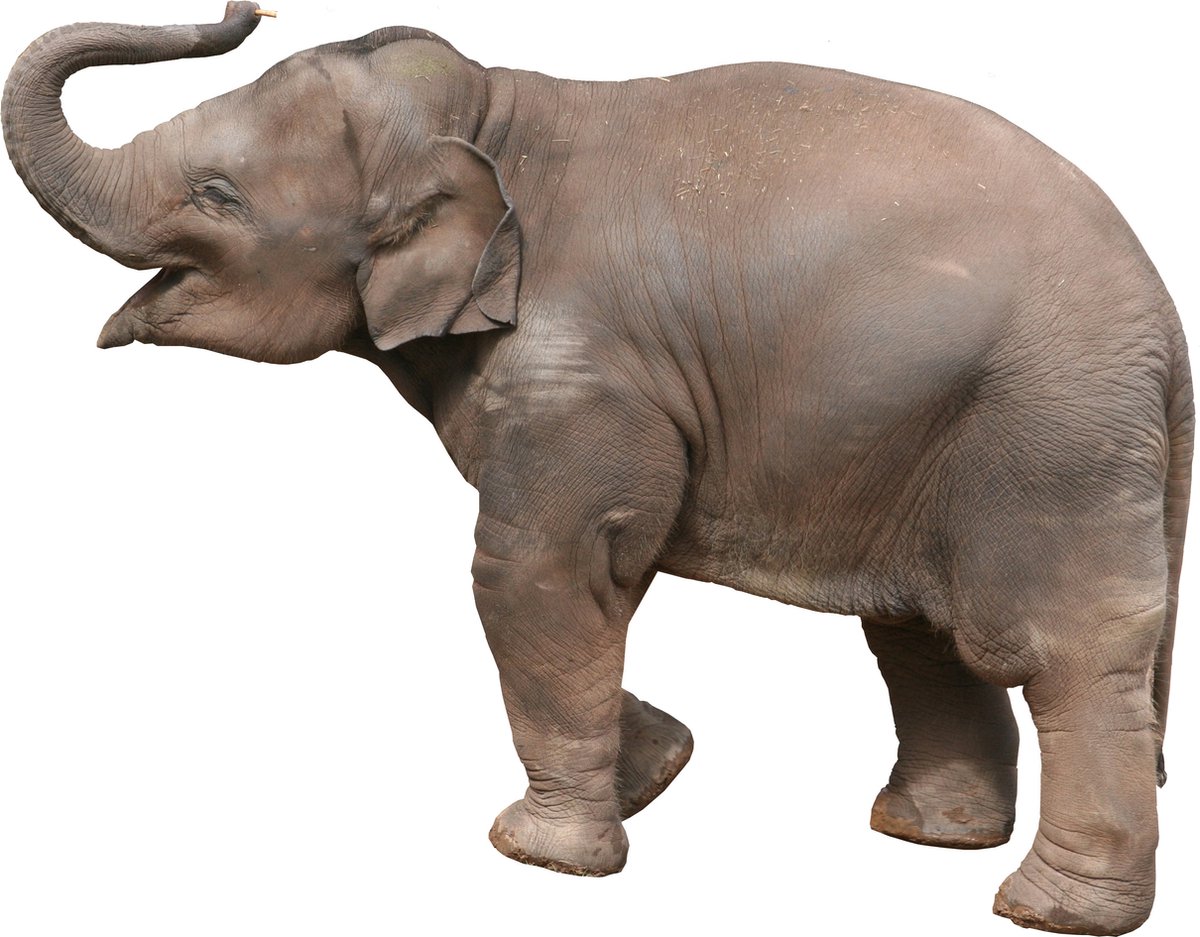 Olifant Muursticker XL | bol.com