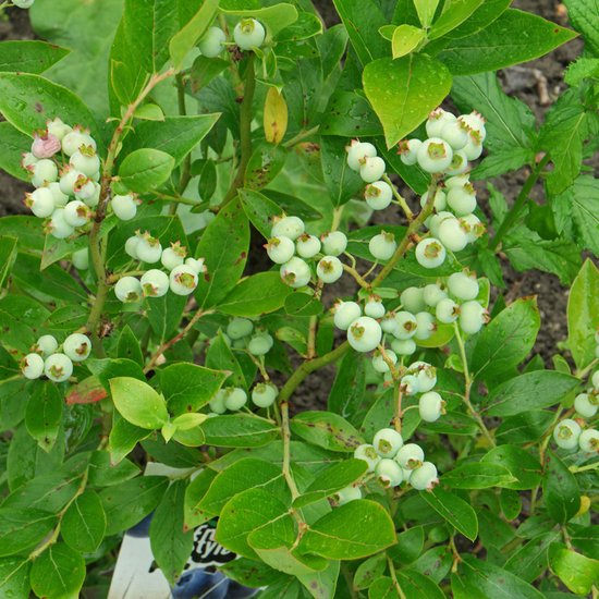 Blauwe bosbes - Vaccinium corymbosum ‘Goldtraube 71’ - 40-50 cm | bol