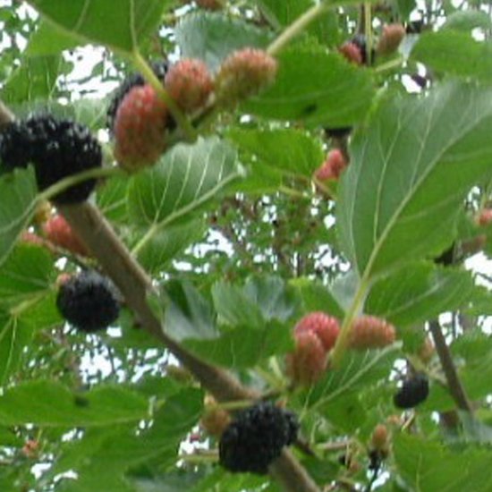 Moerbei - Morus nigra - 40-50 cm | bol