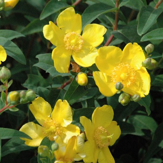 Herfsthooi - Hypericum 'Hidcote' 20-25 cm | bol